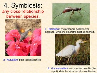 Ecosystem relationships | PPT