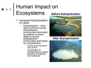 Ecosystems | PPT | Environment | Science