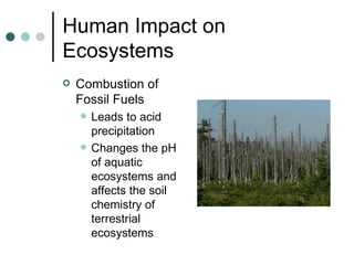 Ecosystems | PPT | Environment | Science
