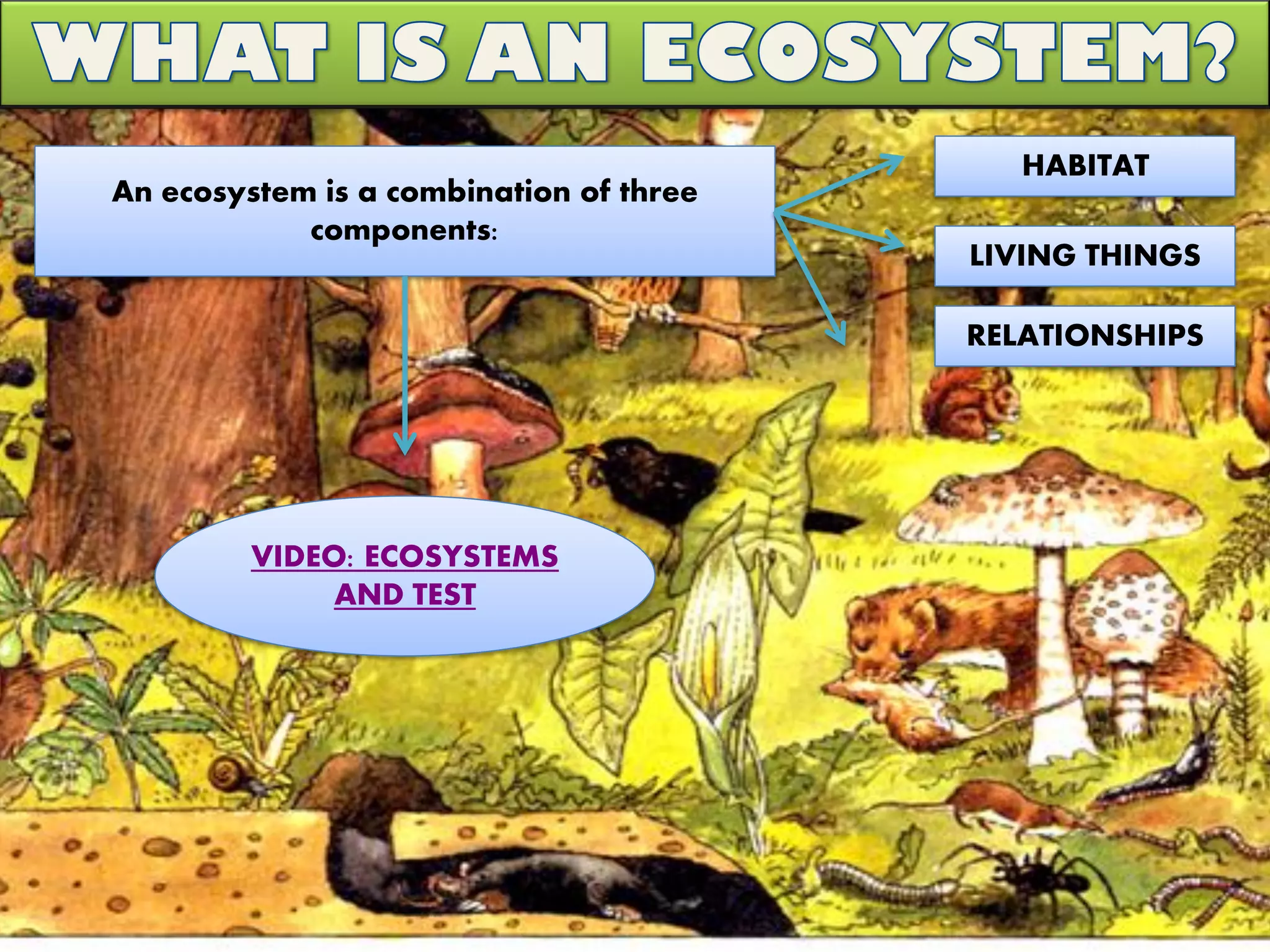 Ecosystems | PDF