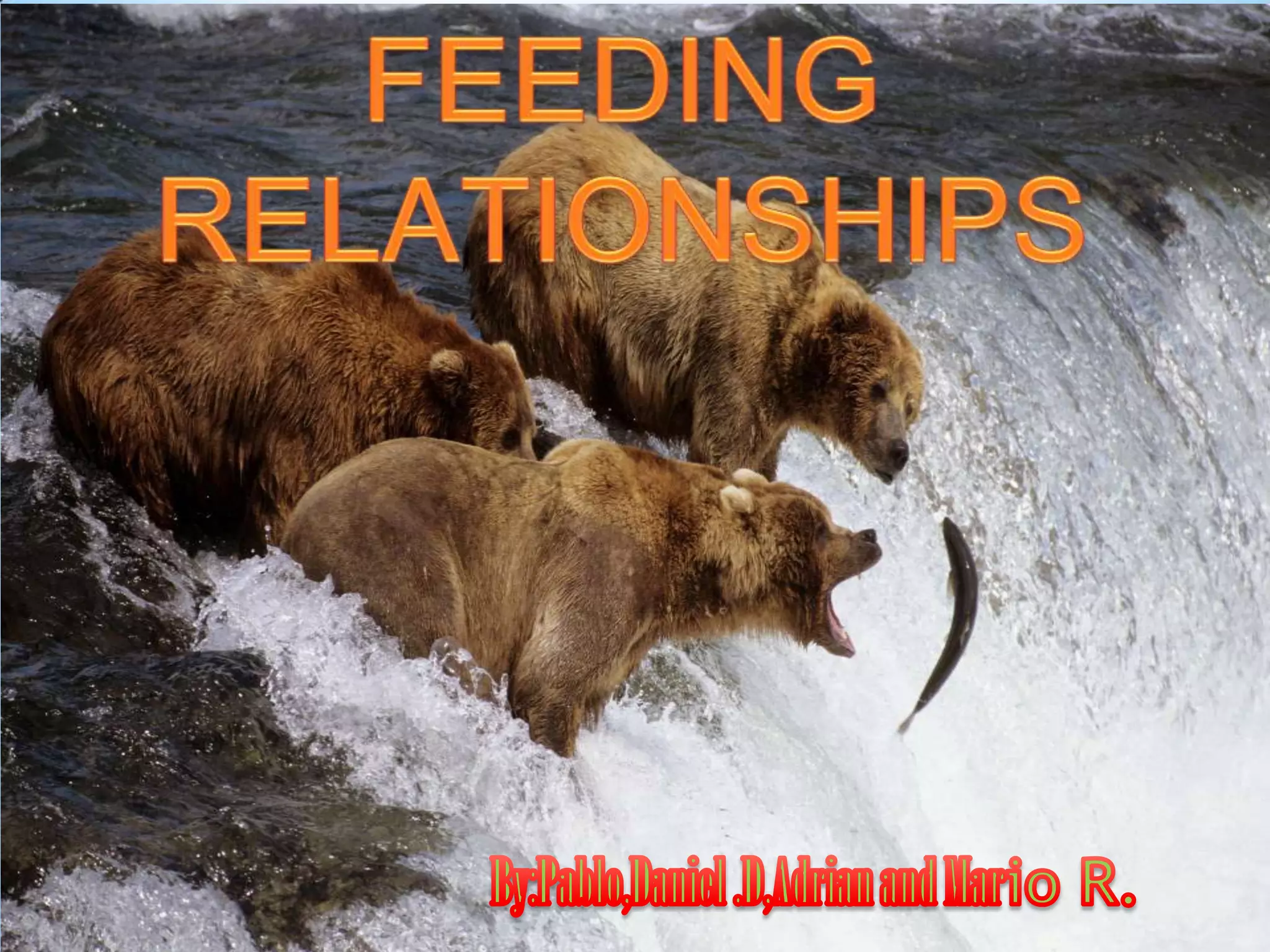 Ecosystems: Feeding relationships | PPTX