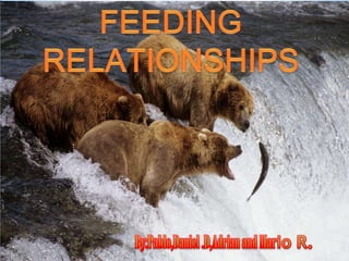 Ecosystems: Feeding relationships | PPTX