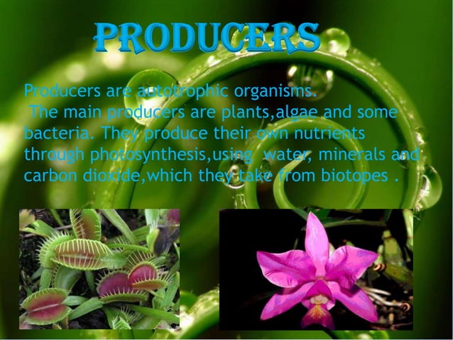 Ecosystems: Feeding relationships | PPTX