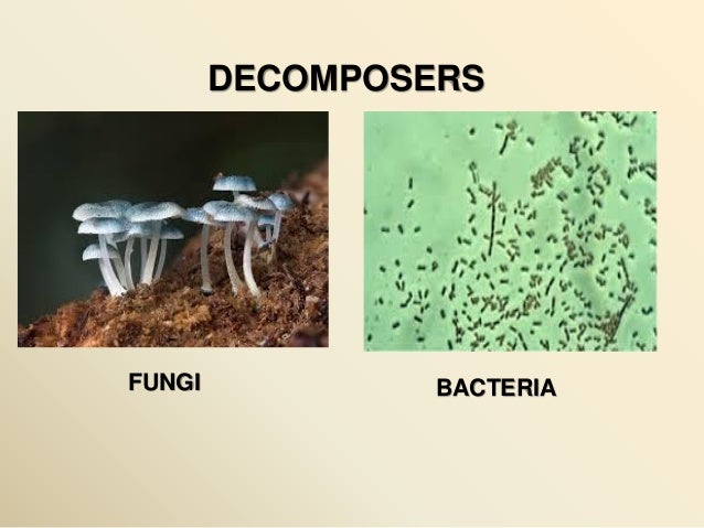 Decomposers Bacteria