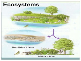Ecosystems | PPTX | Geography | Science