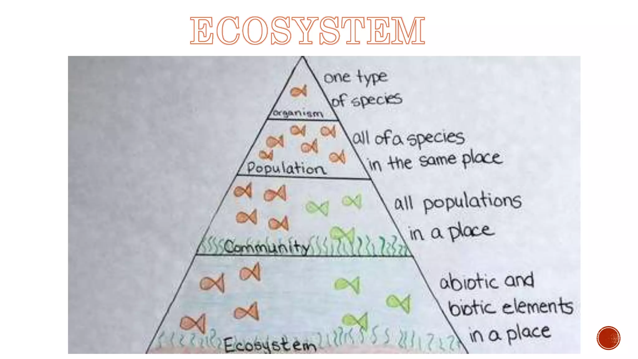 UNIT 5: ECOSYSTEMS | PPTX