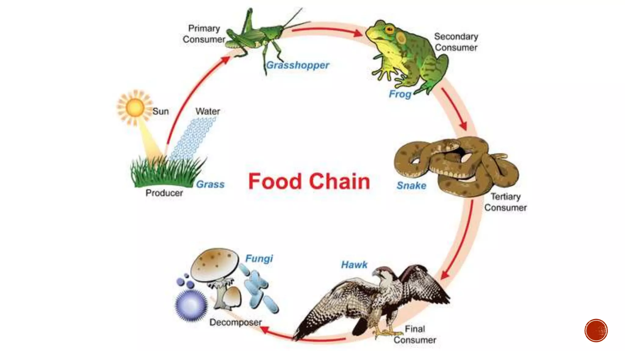UNIT 5: ECOSYSTEMS | PPTX