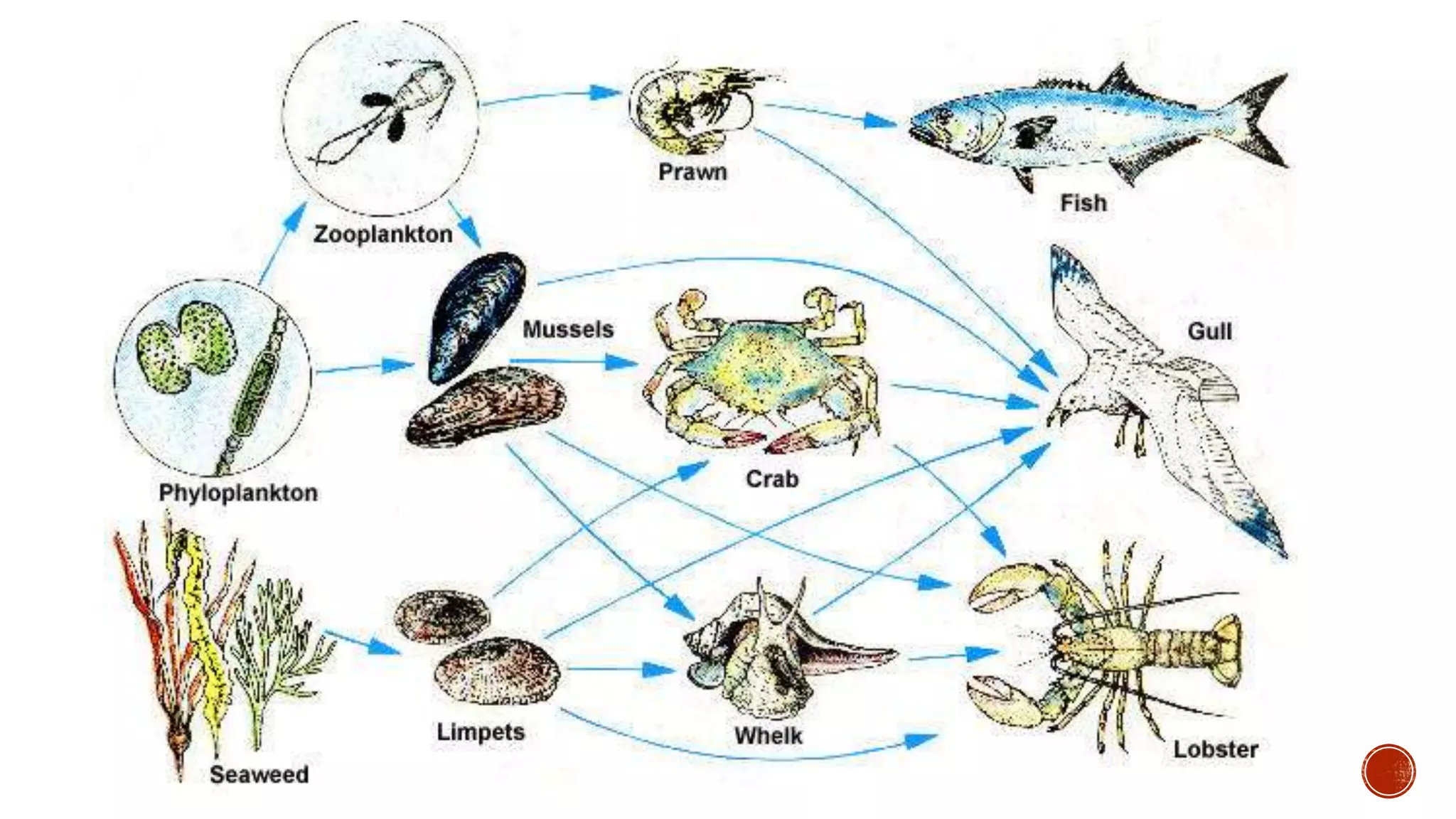 UNIT 5: ECOSYSTEMS | PPTX