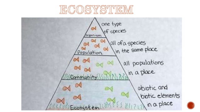 UNIT 5: ECOSYSTEMS | PPTX
