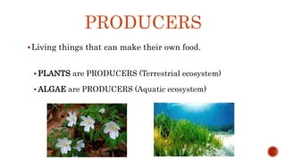 UNIT 5: ECOSYSTEMS | PPTX