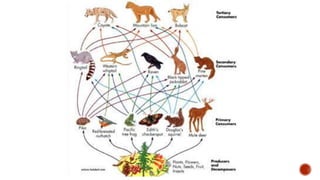 UNIT 5: ECOSYSTEMS | PPTX