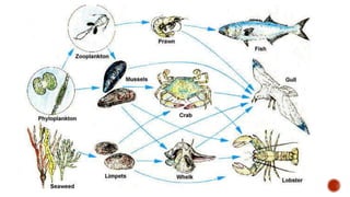 UNIT 5: ECOSYSTEMS | PPTX