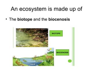 Ecosystems | PPT