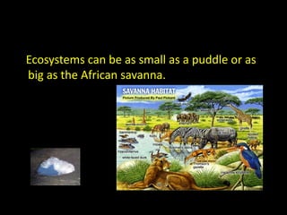 Ecosystems | PPTX