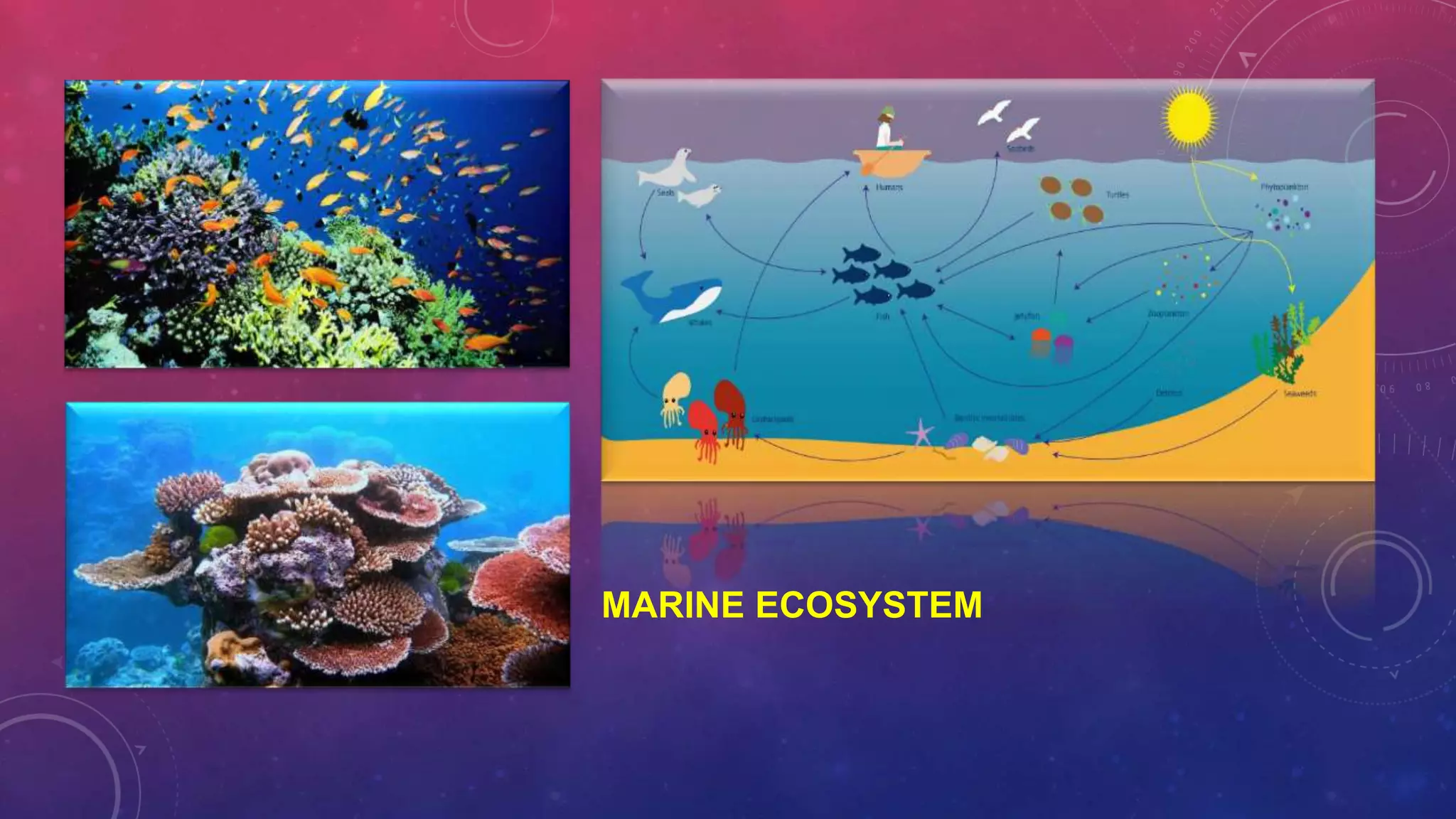 Ecosystem(environmental studies, forests, desert, grasslands, aquatic ...