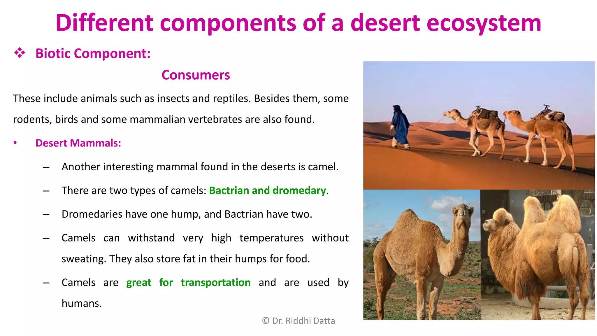 Types of Ecosystems | PDF | Geography | Science