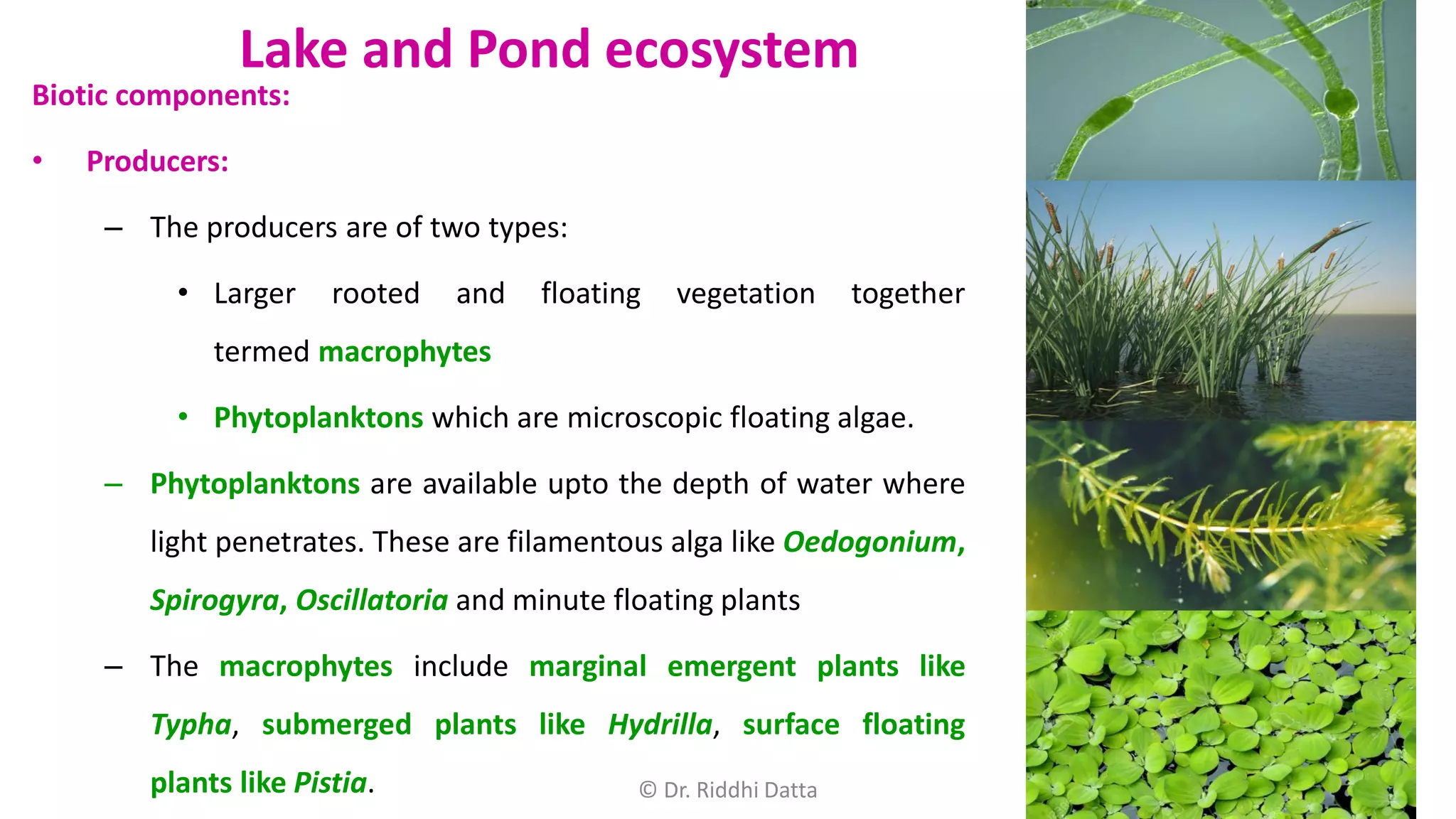 Types of Ecosystems | PDF