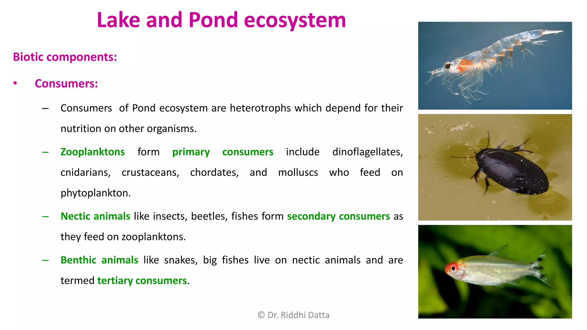 Types of Ecosystems | PDF | Geography | Science
