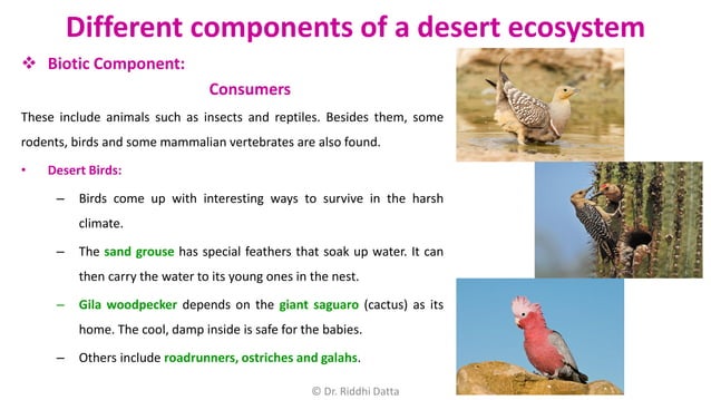 Types of Ecosystems | PDF | Geography | Science