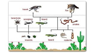 Types of Ecosystems | PDF