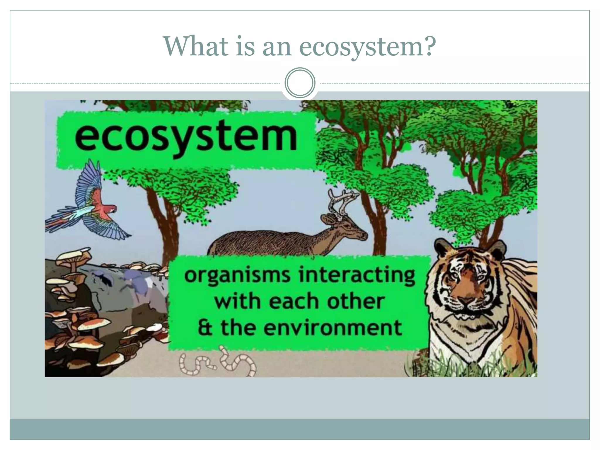ECOSYSTEMS.pptx