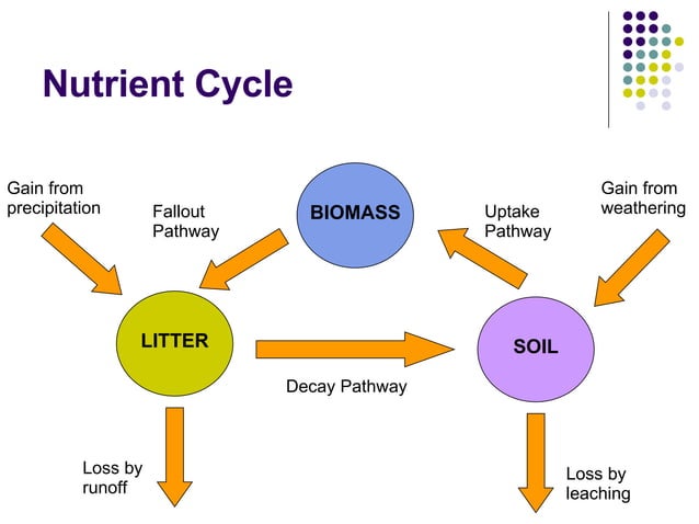 Ecosystems 3 Nutrient Cycle | PPT | Geology | Science