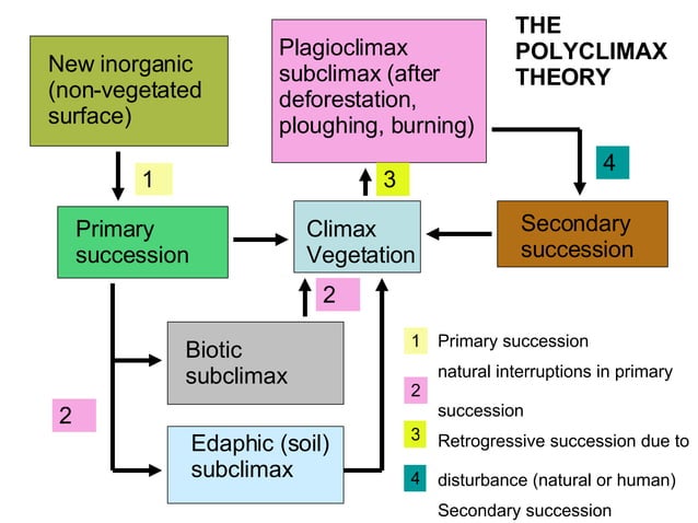 Ecosystems 7 - Plant Succession Theories | PPT | Geography | Science