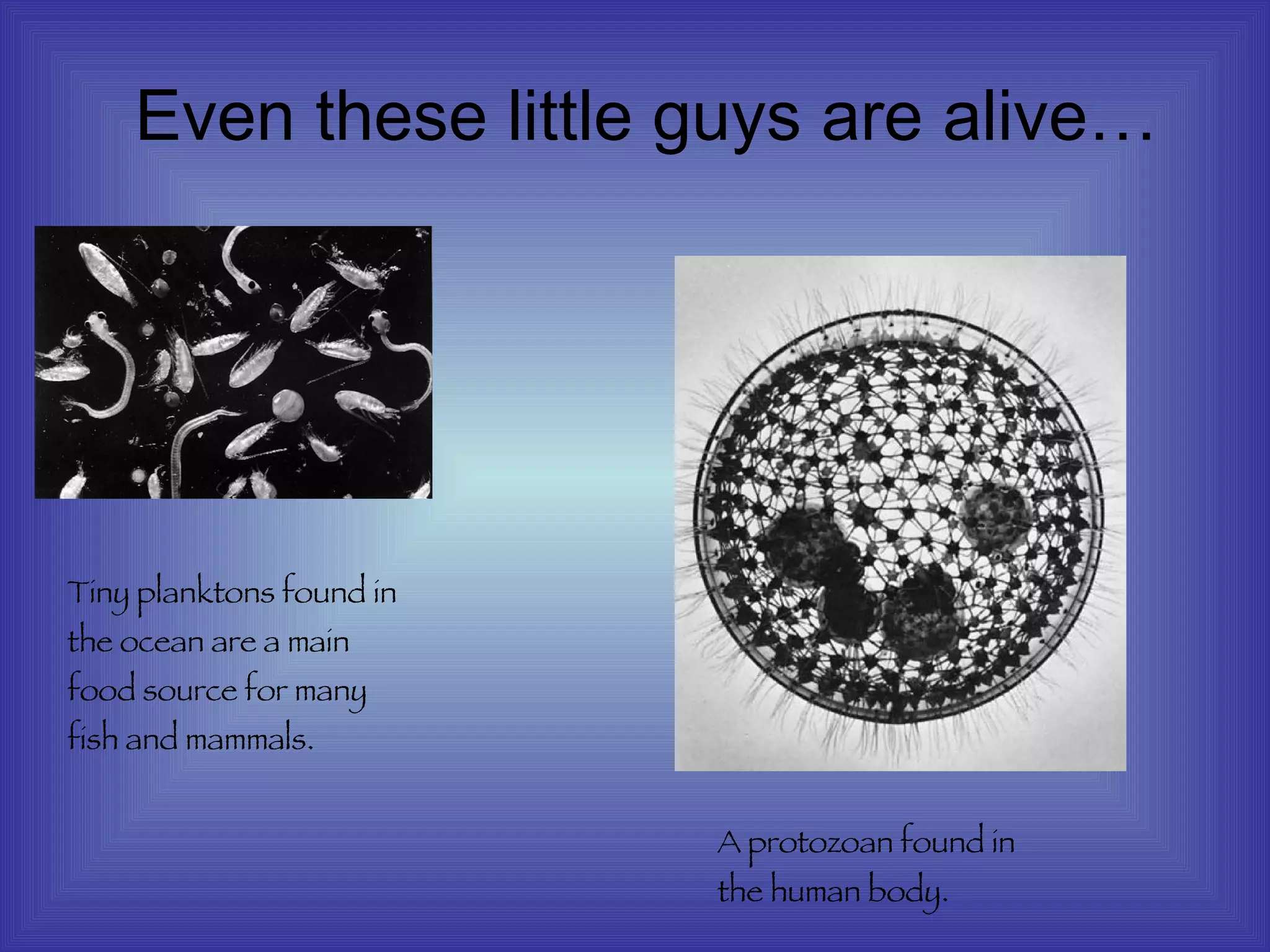 Ecosystems Are Complex | PPT