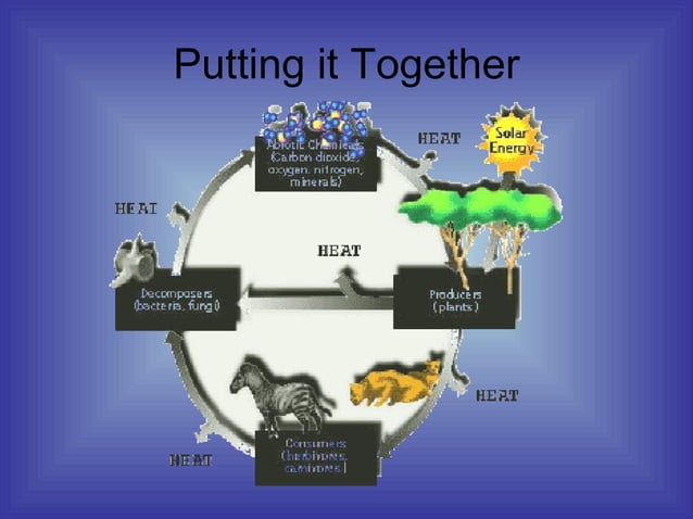 Ecosystems Are Complex | PPT