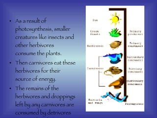 Ecosystems Are Complex | PPT