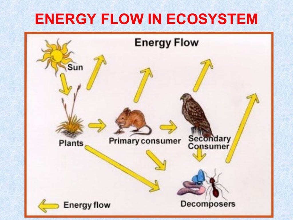 environmental science and ecosystem