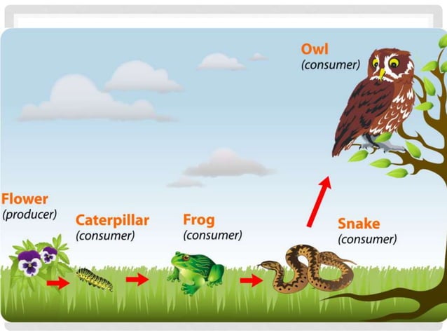 Ecosystems part 1 | PPT