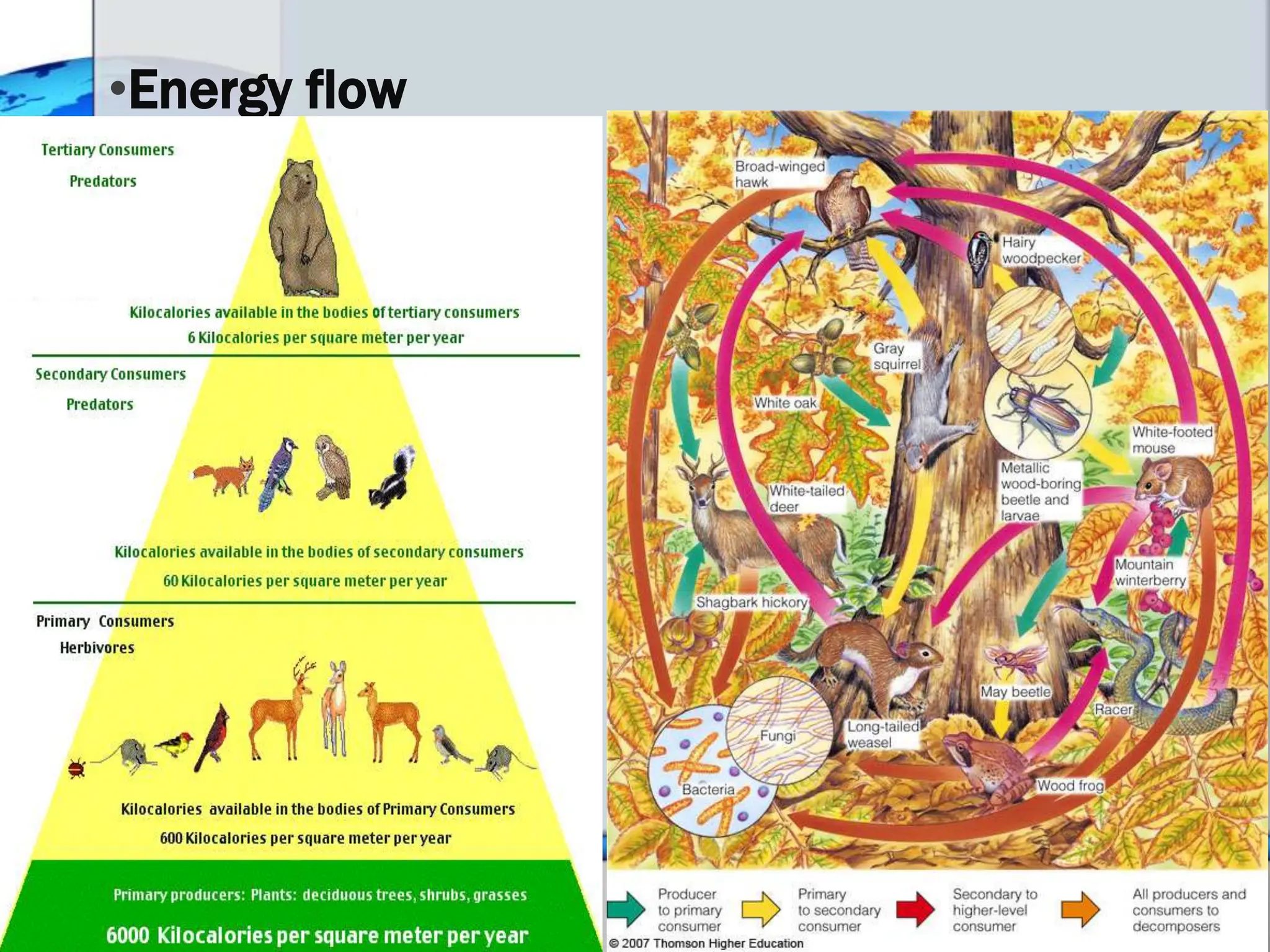 Ecosystems Structure And Functionpptx