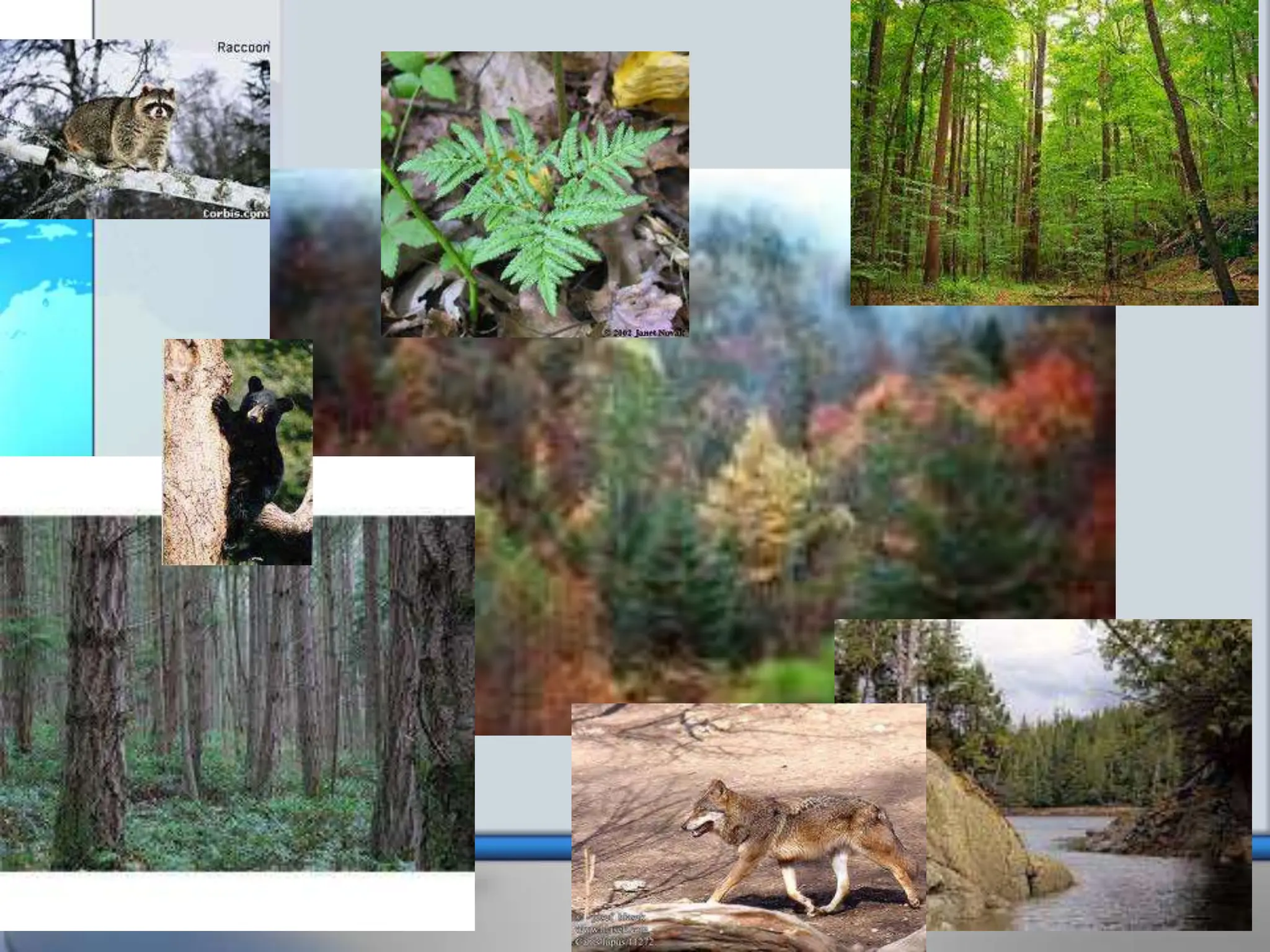 Ecosystems Structure And Functionpptx