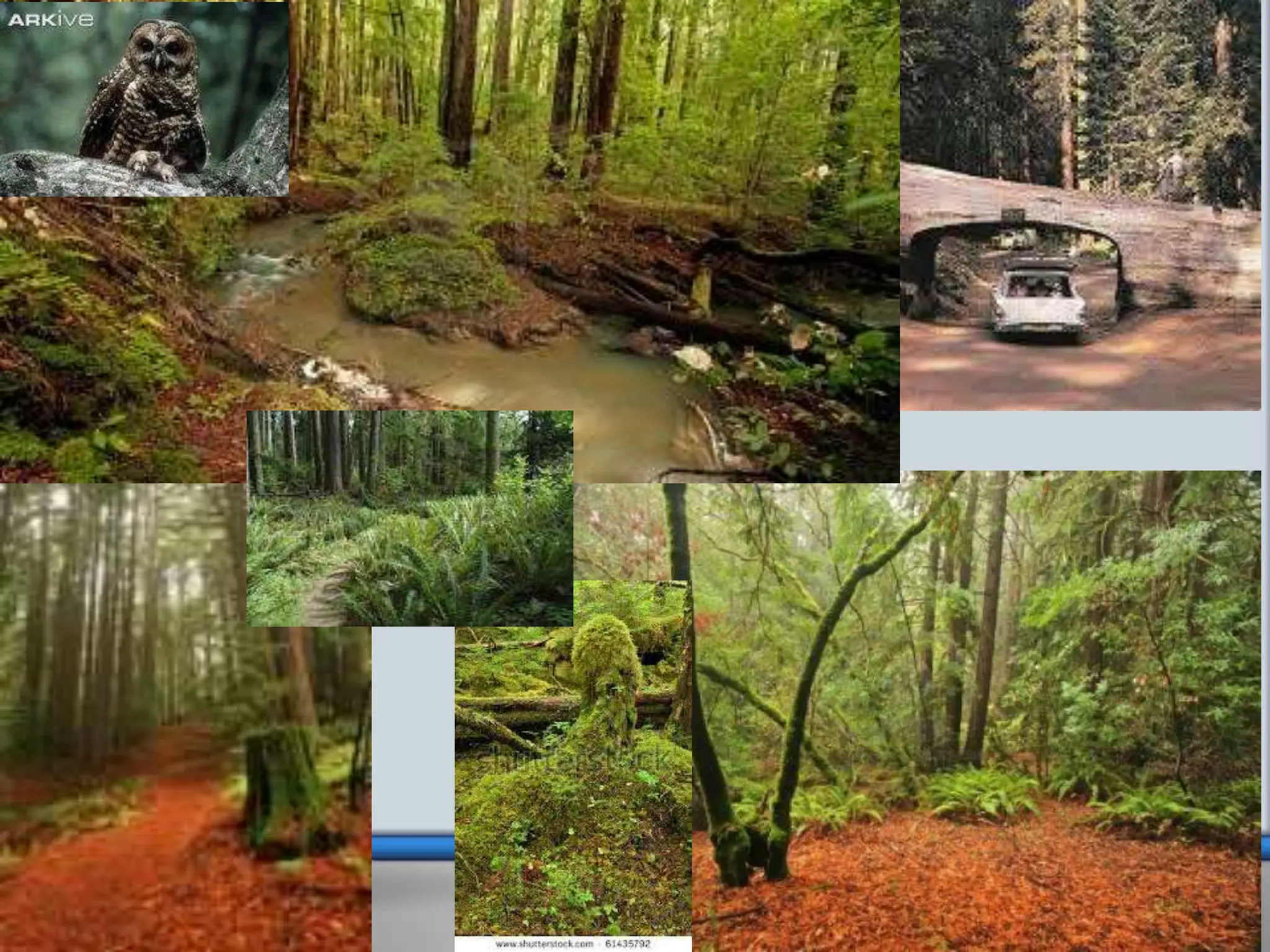 Ecosystems Structure And Functionpptx