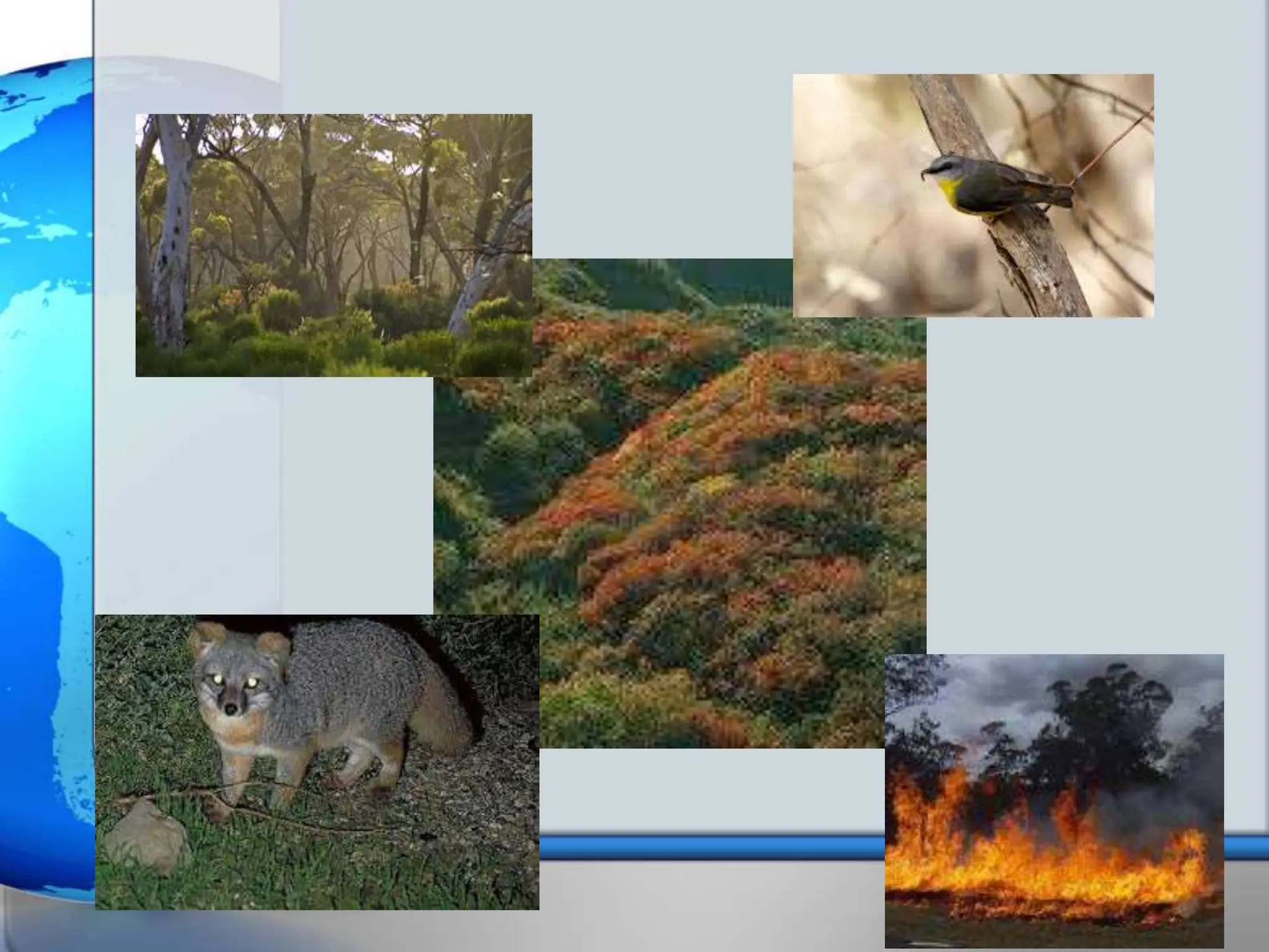 Ecosystems Structure And Functionpptx