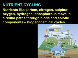 Ecosystems1.ppt to understand the ecosystem | PPT | Chemistry | Science