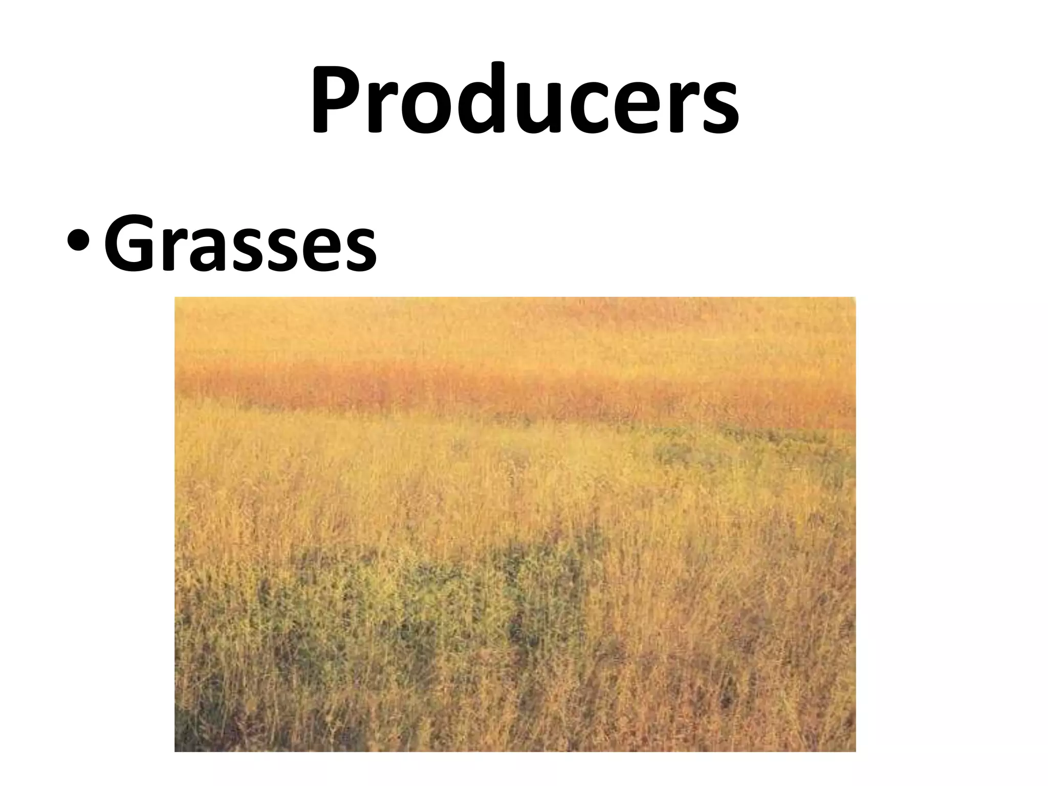 Producers, Consumers, Decomposers | PPTX