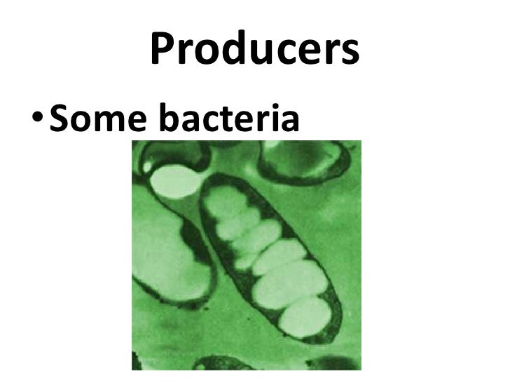 Producers, Consumers, Decomposers