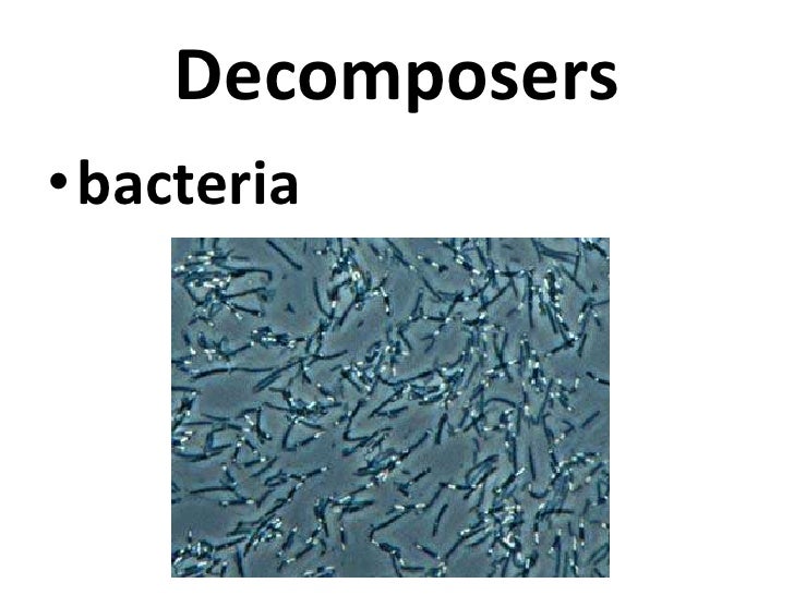 Ocean Bacteria Decomposers