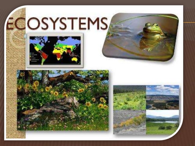 Ecosystems | PPT