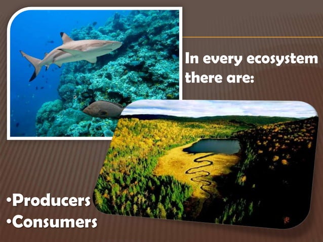 Ecosystems | PPT
