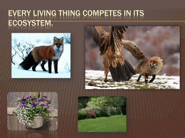 Ecosystems | PPT