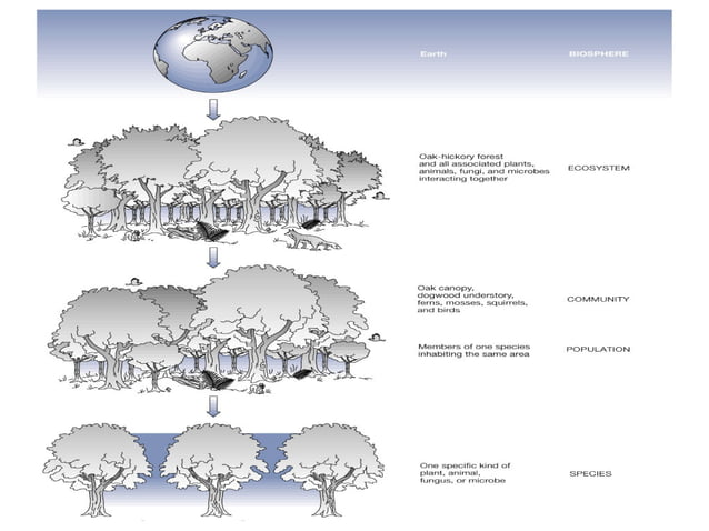 Ecosystems and biodiversity | PPT | Indoor Environmental Quality | Home ...