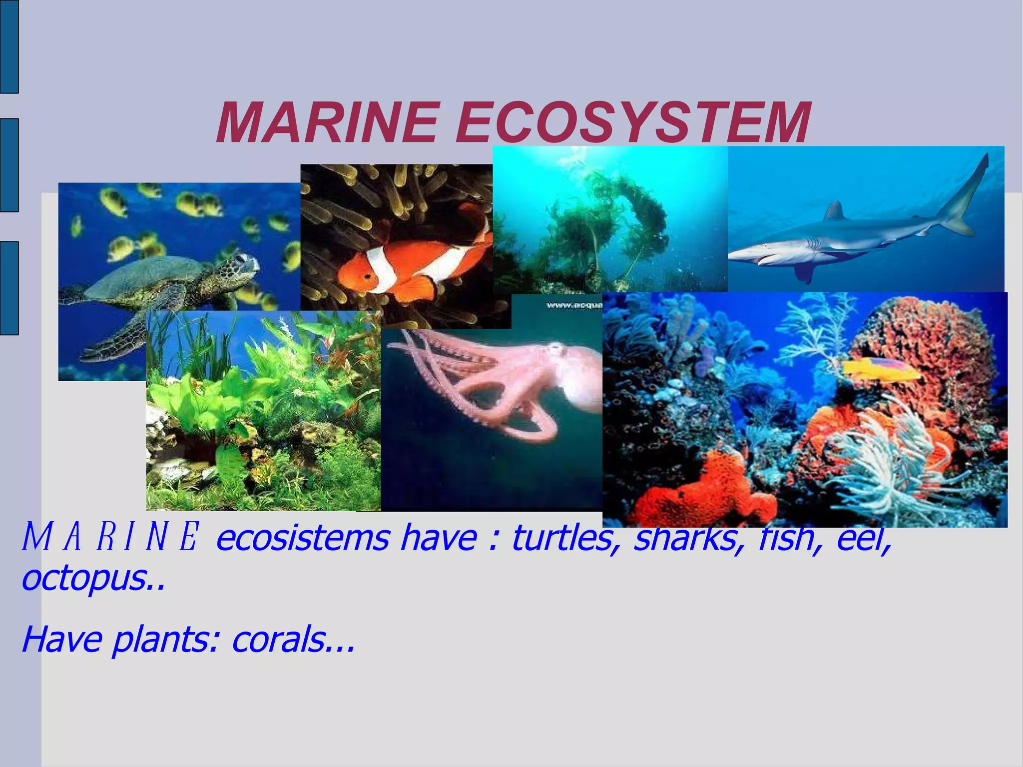 Ecosystems by maria katley 5ºa | POT