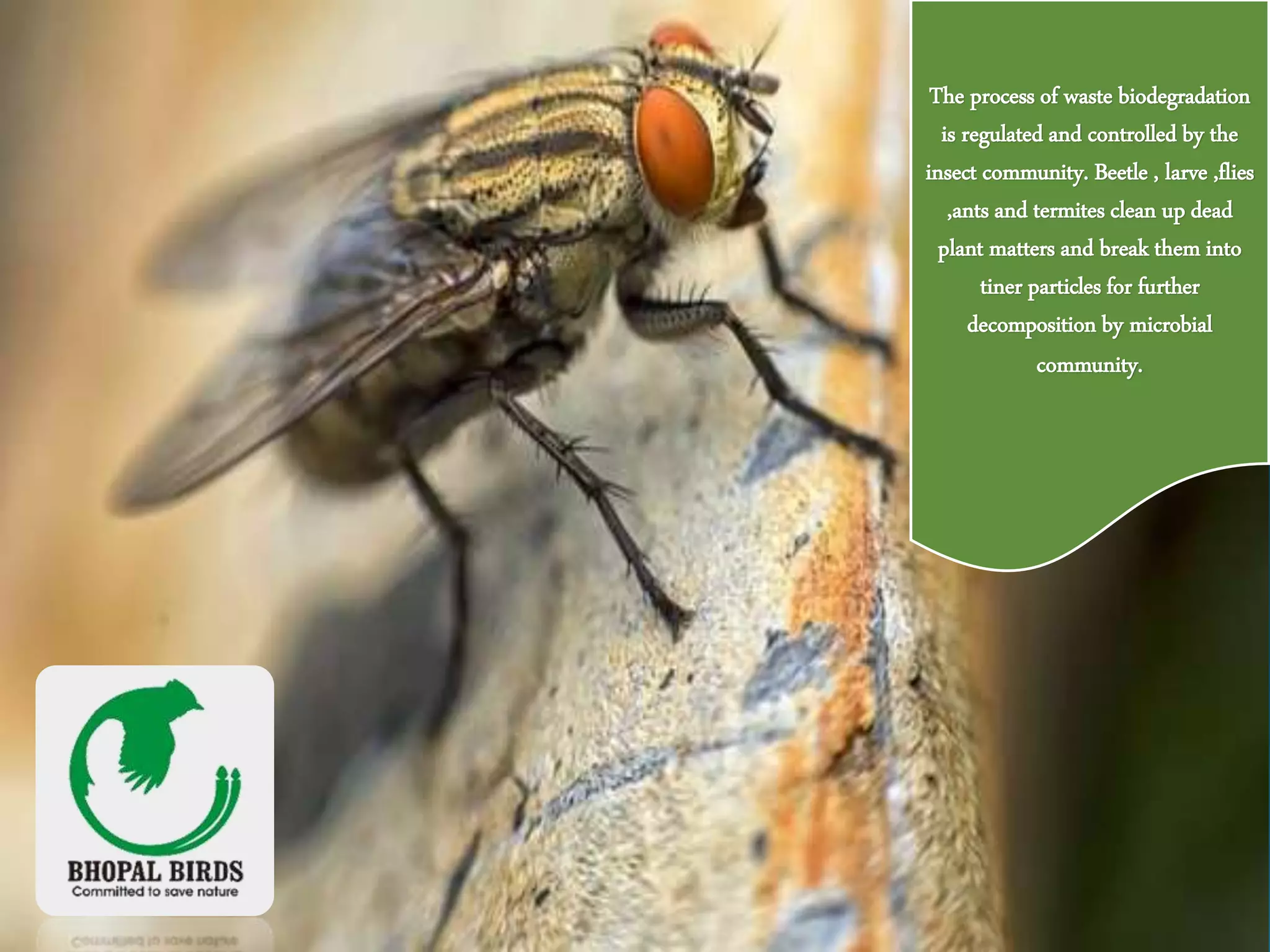 Eco system services of insect | PPTX