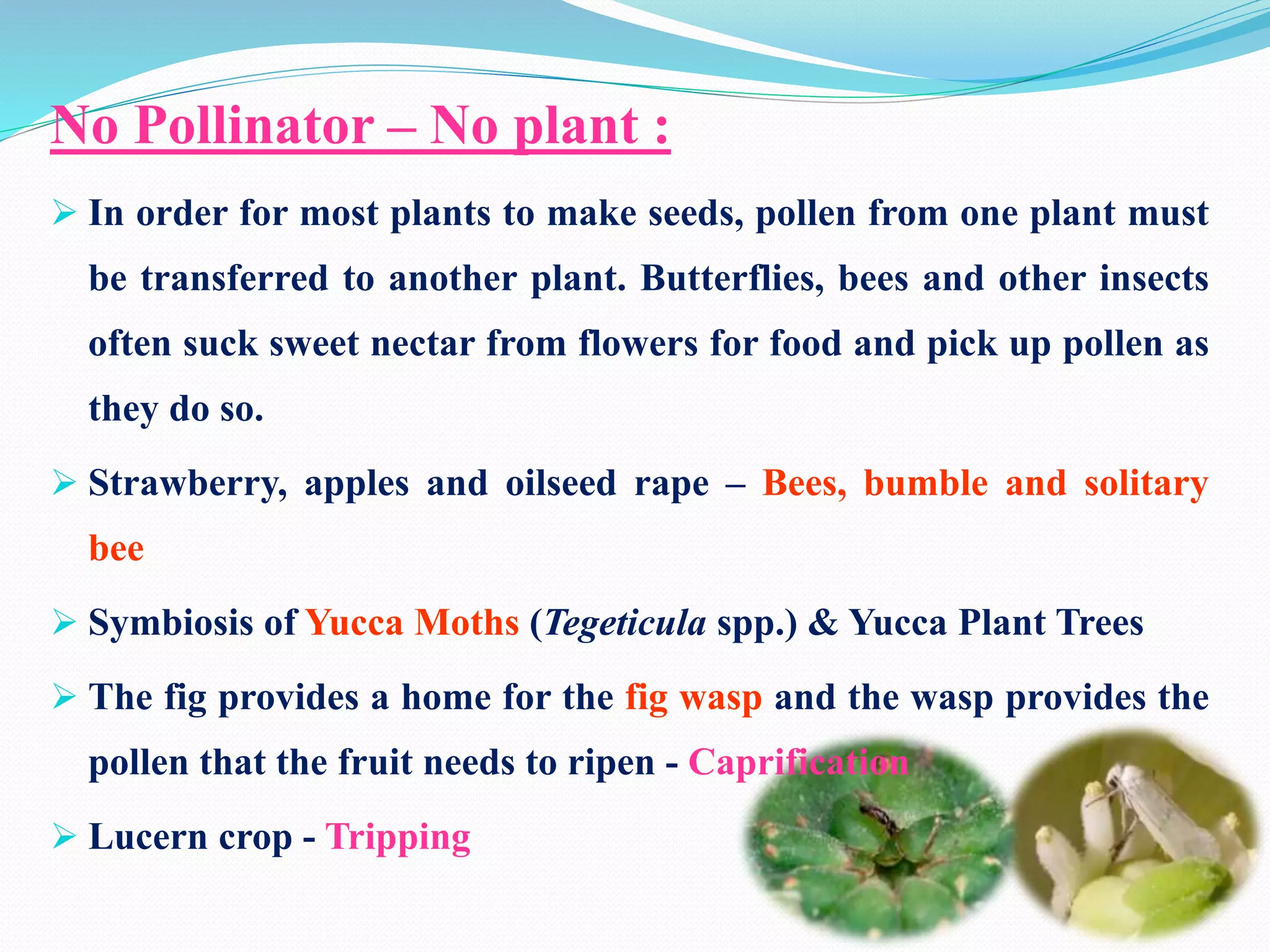 Ecosystem Services Provided By Pollinators And Their Crisis.pptx