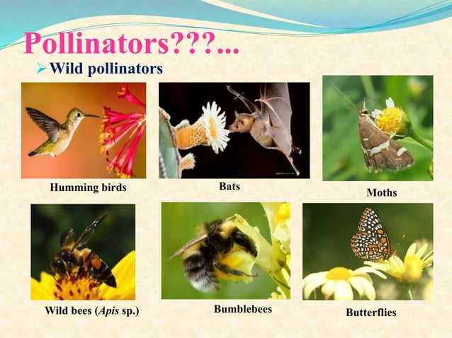 Ecosystem Services Provided By Pollinators And Their Crisis.pptx