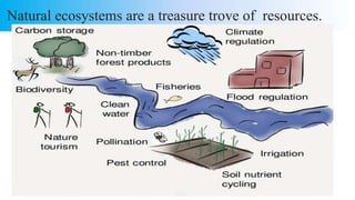 Ecosystem services v_r (1) | PPT
