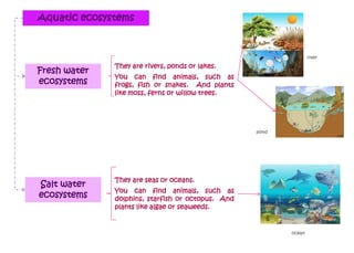 Ecosystems, 4th year of Primary education | PPTX